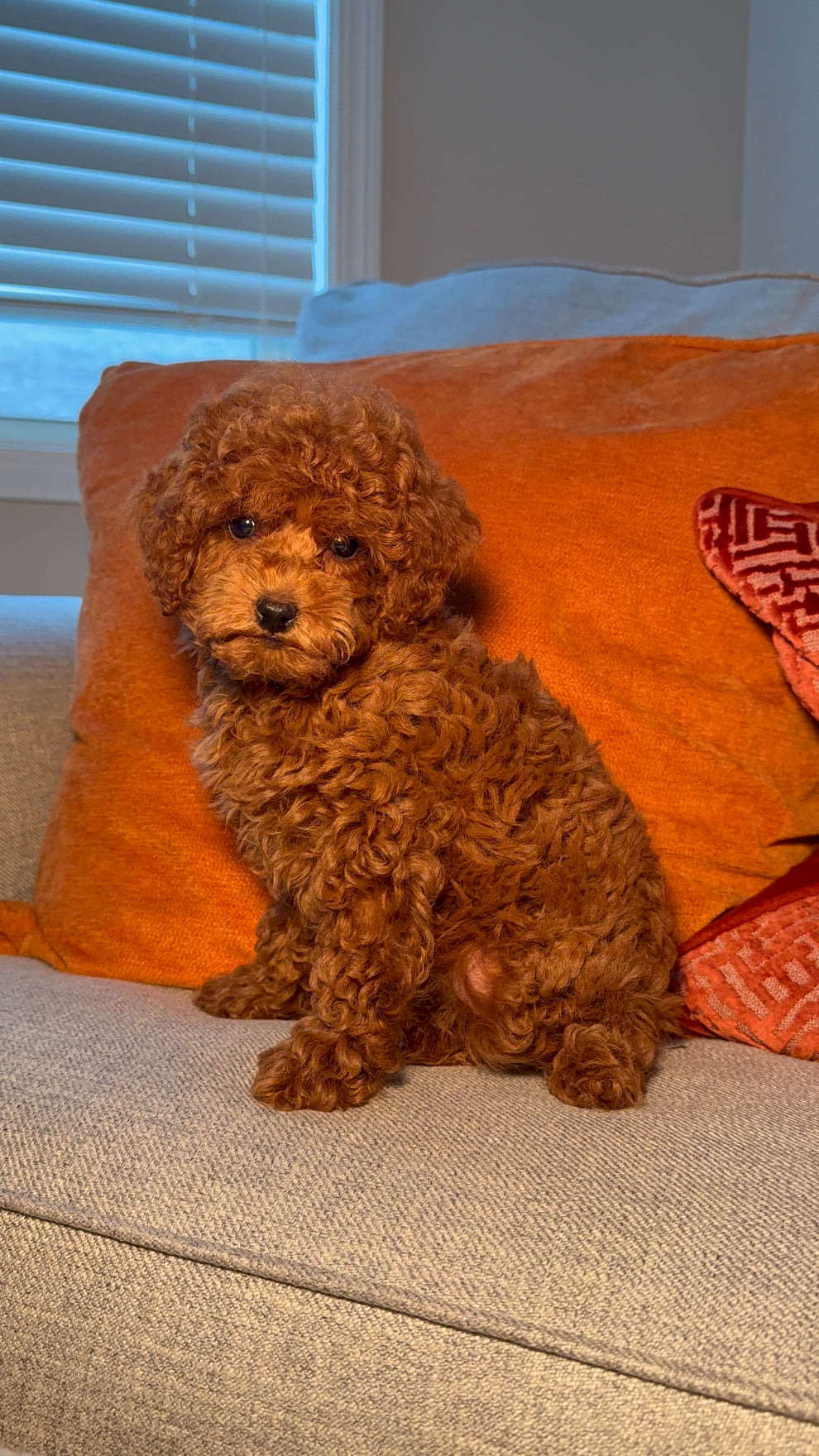 Piper(ACA Reg. Toy Poodle) – Cute Puppies ATL