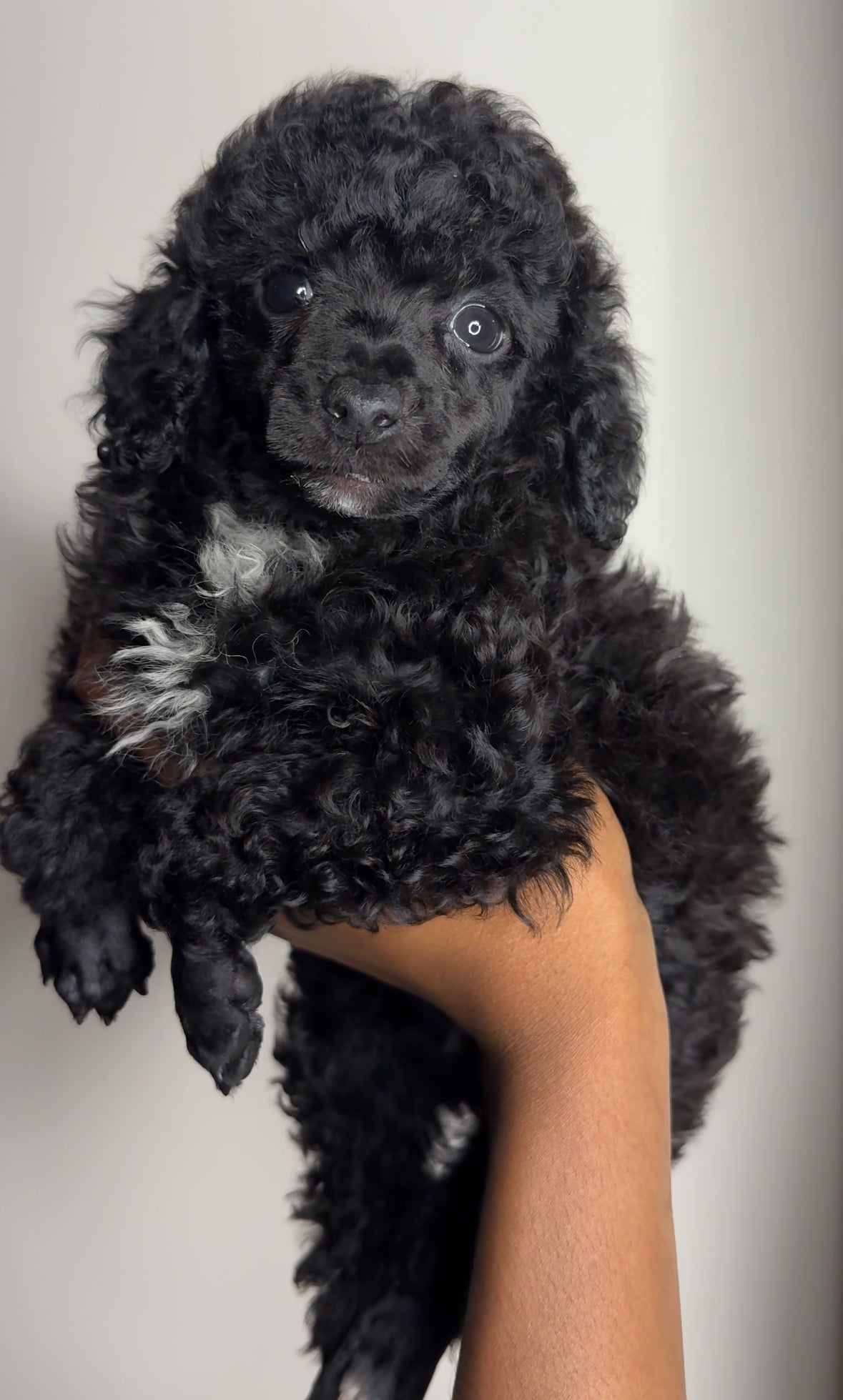 Niko (AKC Registered Toy Poodle) – Cute Puppies ATL